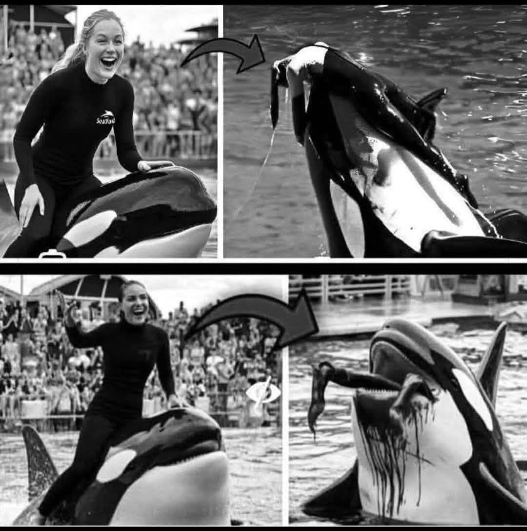 Coach Orca Is Destroy By This Thing While See More